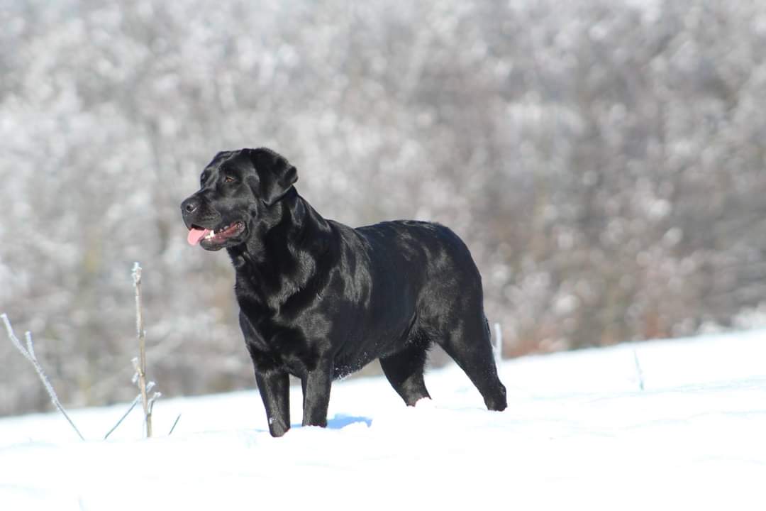 Mirakul labrador retriever kennel