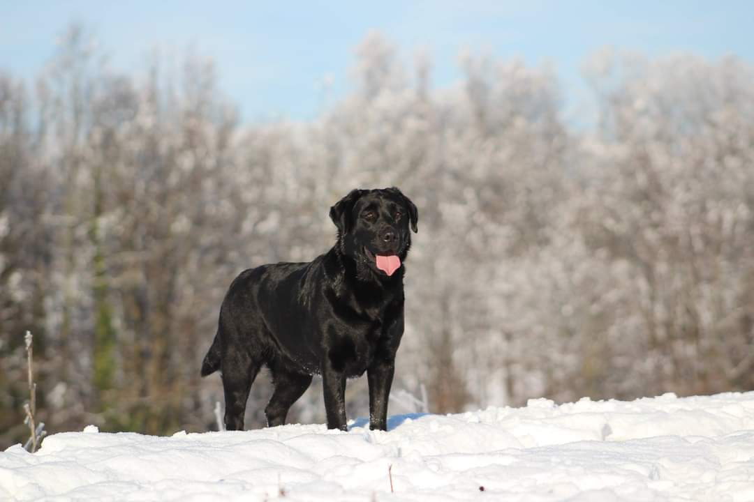 Mirakul labrador retriever kennel